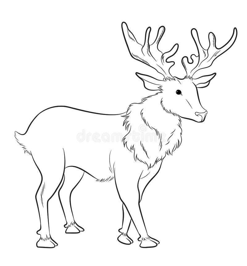 Stag Drawing Vector Illustration Stock Vector - Illustration of sign ...