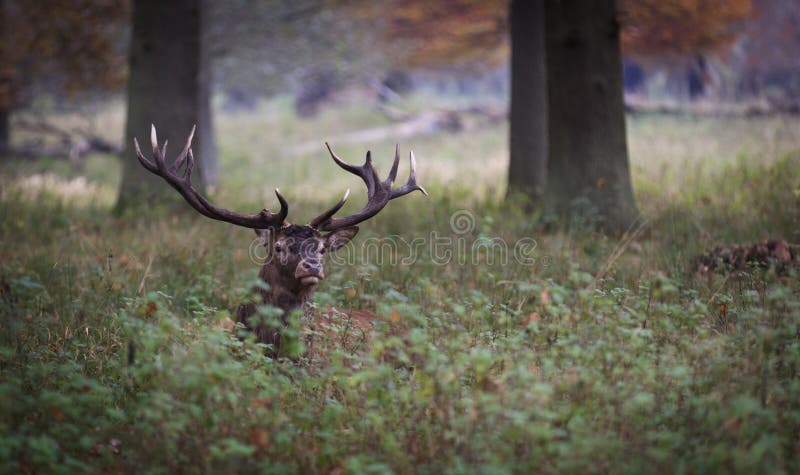 Stag in forest stock photo. Image of landscape, season - 21832534