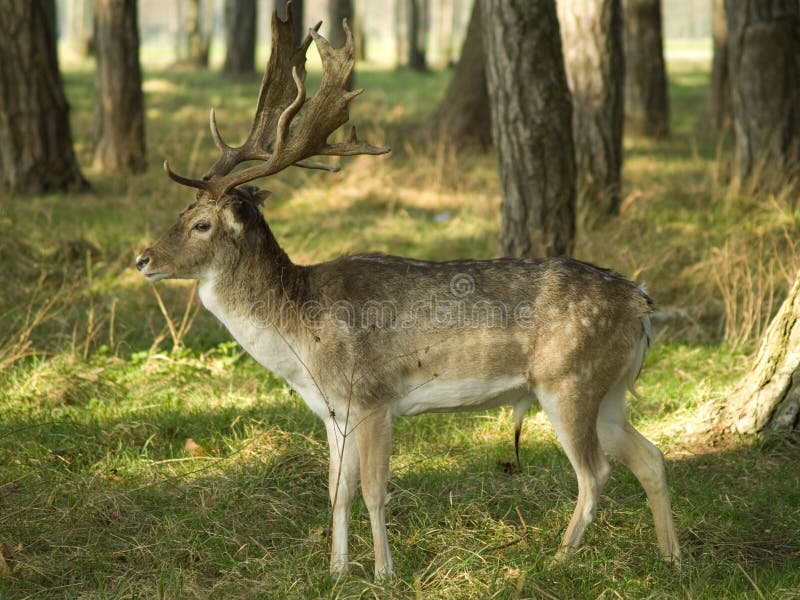 Stag in a forest stock photo. Image of nature, tree, horns - 4500422