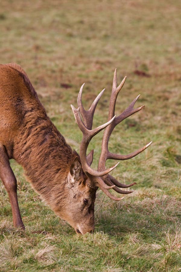 Stag Grazing stock image. Image of conservation, stag - 18100761