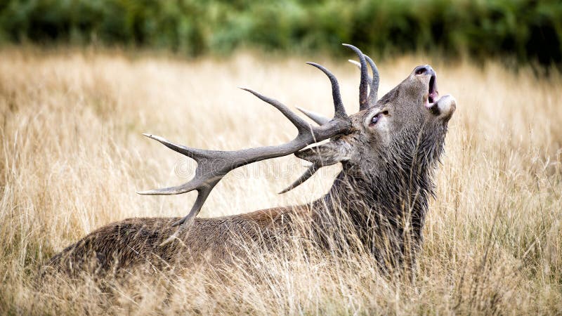 21,340 Red Deer Stag Photos - Free & Royalty-Free Stock Photos from ...