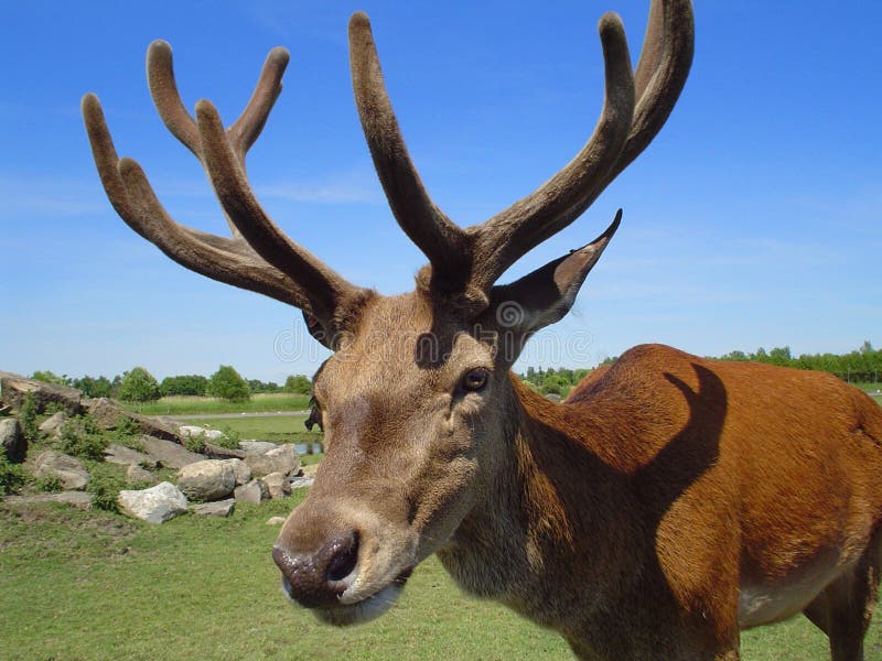 Stag head stock image. Image of blue, antlers, horizontal - 944569