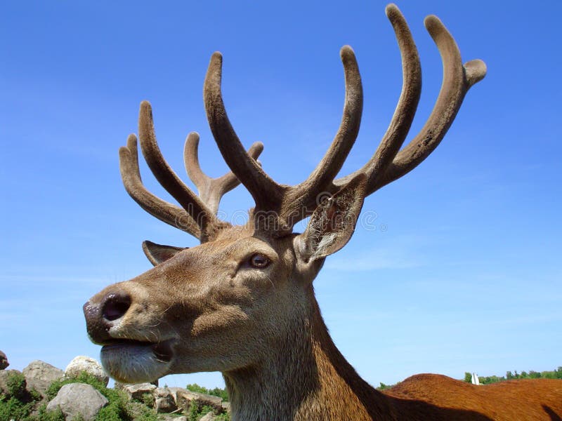 Stag Picture. Image: 114016