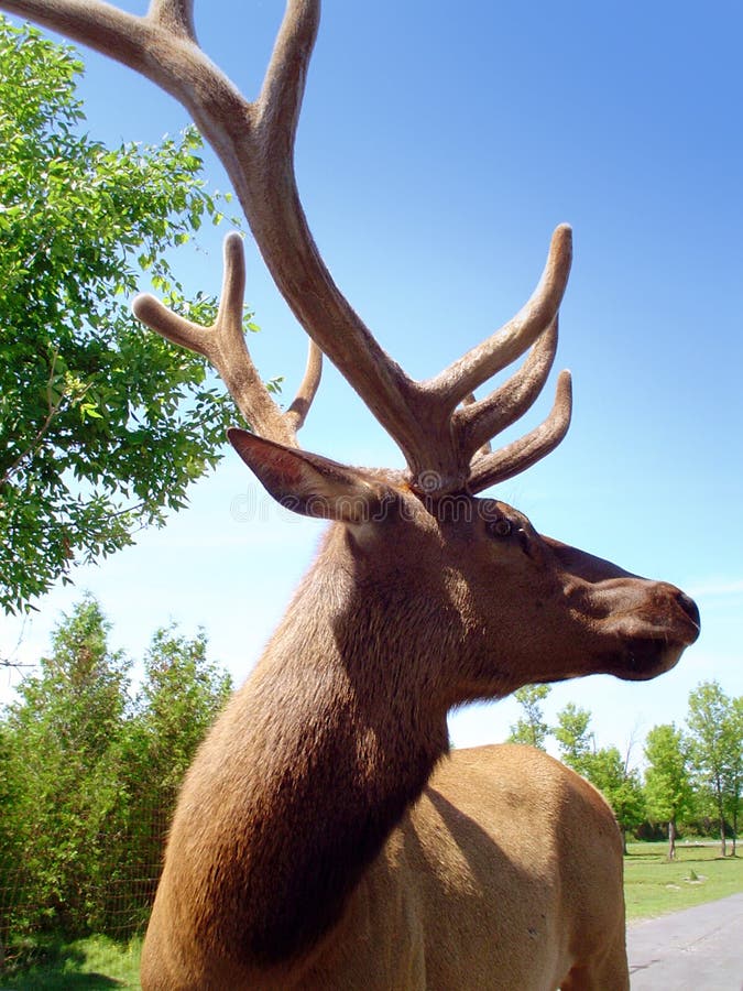 Stag head stock image. Image of blue, antlers, horizontal - 944569