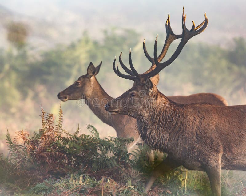 Stag and Hind Red Deer Walking through Bracken Stock Image - Image of ...