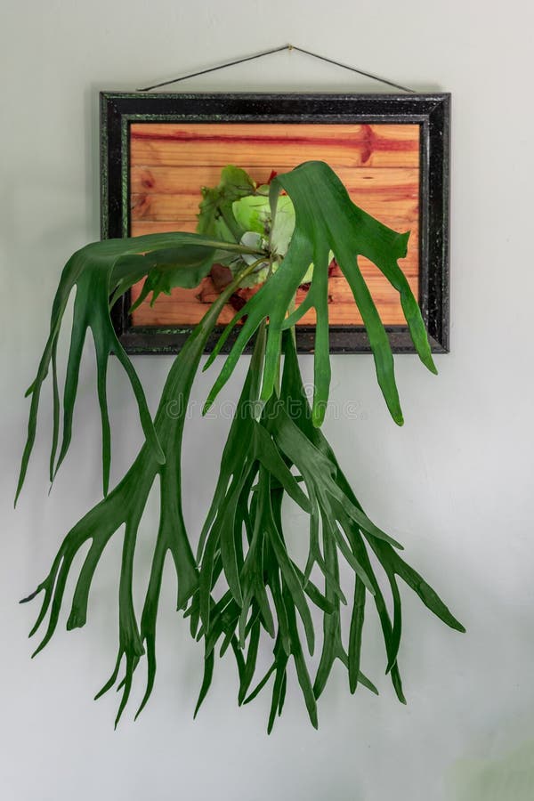 Stag horn fern stock photo. Image of fronds, house, horns - 90562896