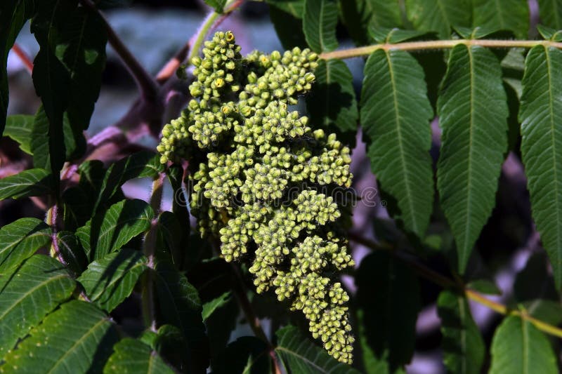 Stag-horned Sumac Tree Spring Flowering Stock Photo - Image of ...