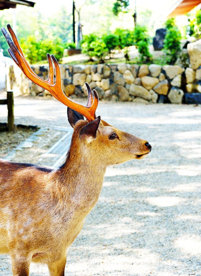 Stag with horns stock image. Image of shika, animal, deer - 94366939