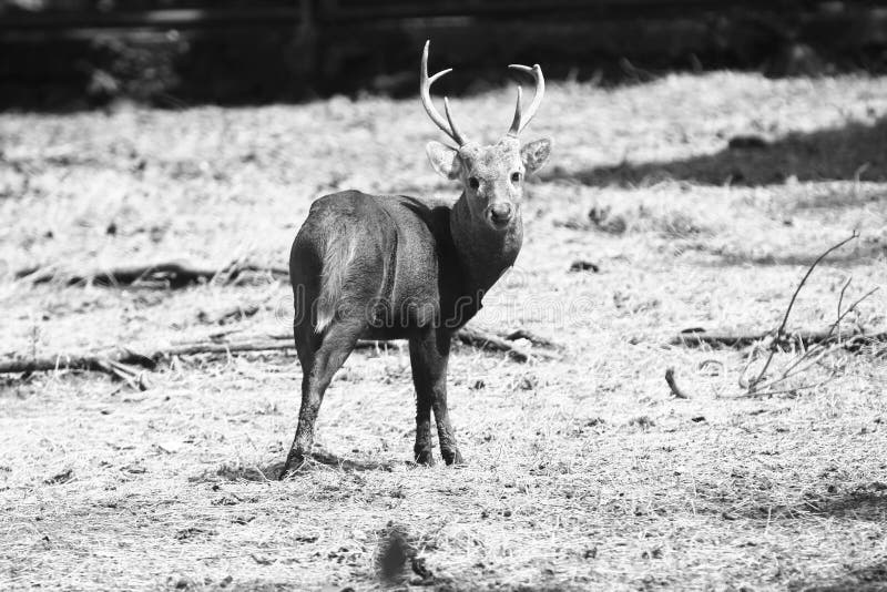A stag looking back stock photo. Image of safari, monochrome - 266261164
