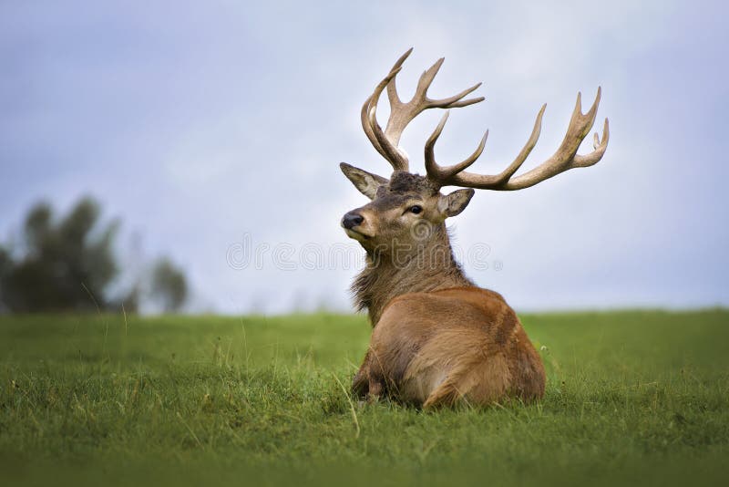 Beautiful Stag Resting on a Field in Grass, Lying Down Stock Image ...