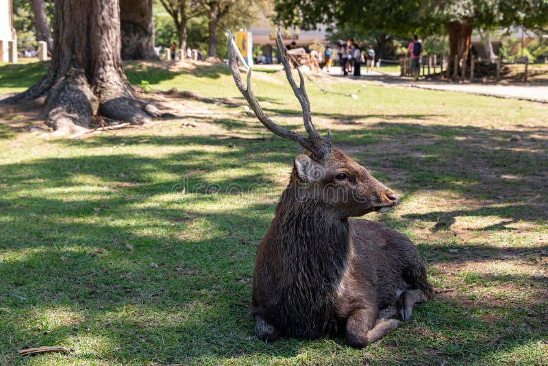 A stag lying on the grass stock image. Image of outdoor - 187608443