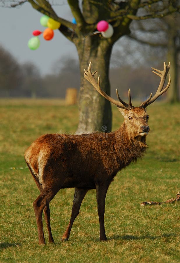 916 Stag Party Stock Photos - Free & Royalty-Free Stock Photos from ...