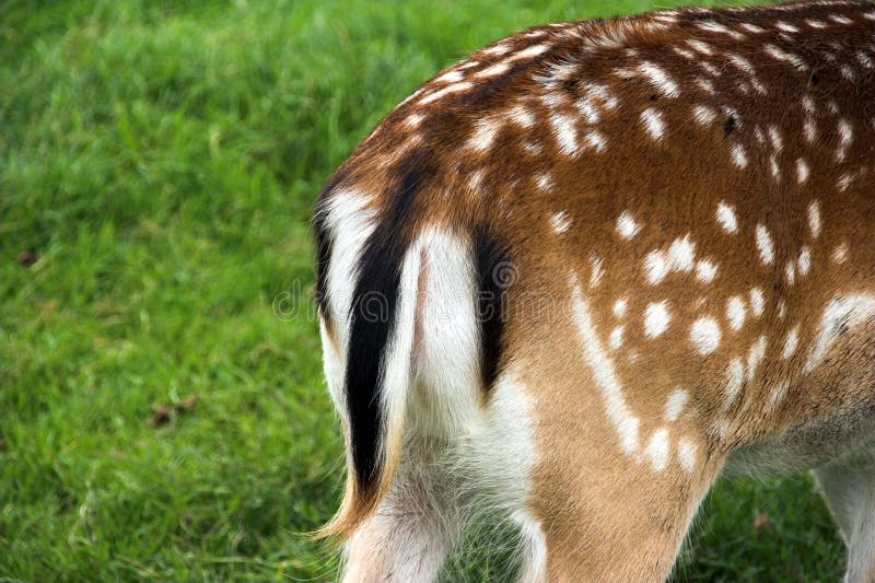 Stag rear-end stock photo. Image of horns, stag, rear, brown - 232142