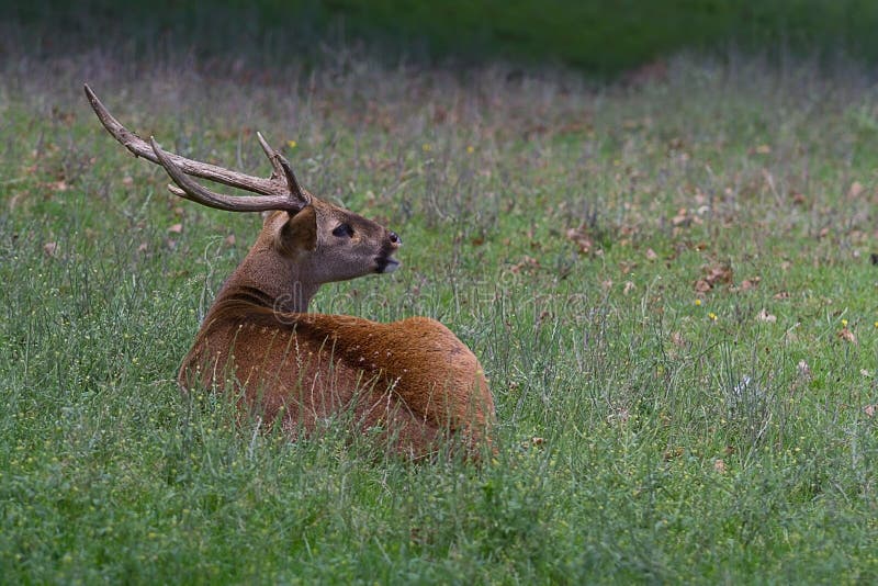 Stag Resting in Green Grass Stock Image - Image of green, male: 85106389
