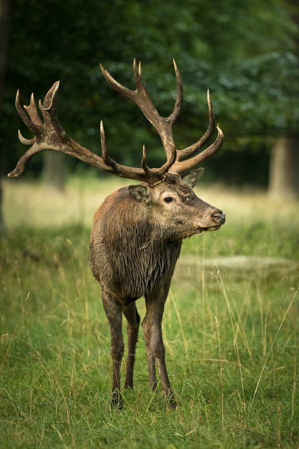 Stag at rutting time stock image. Image of wildlife, strength - 37269145