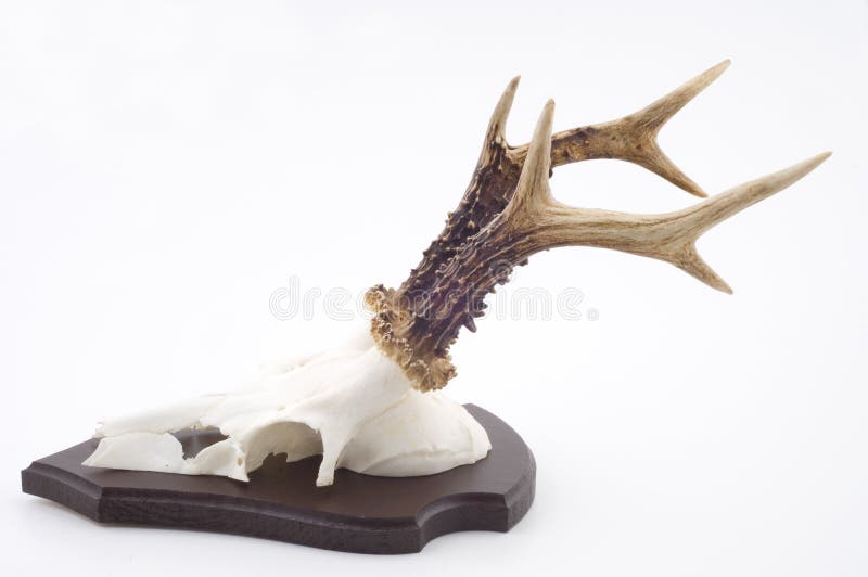 Stag skull and antlers stock image. Image of wood, stag - 7029445