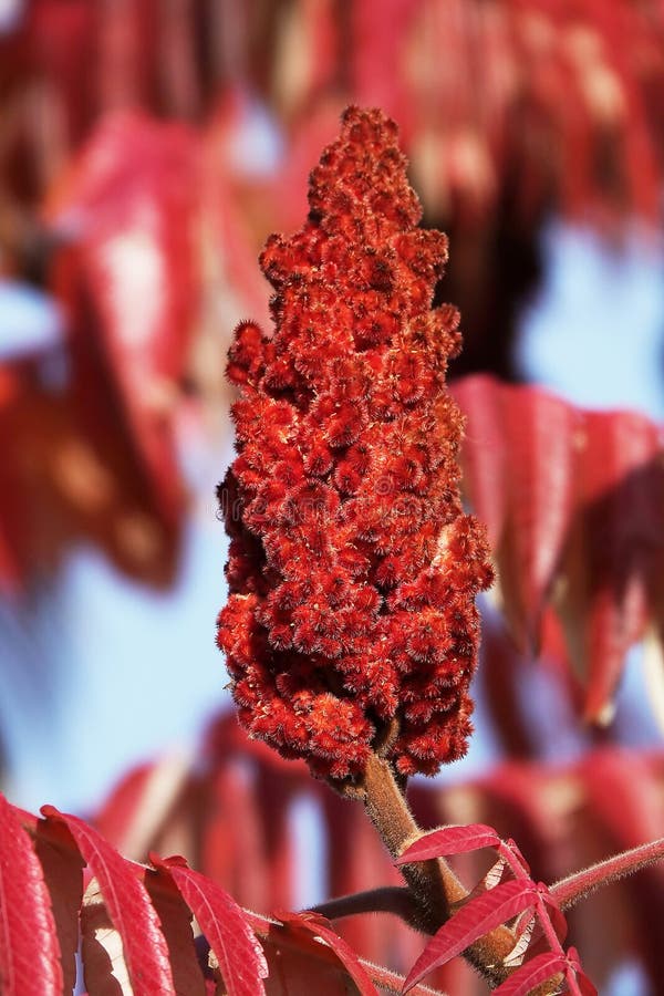 Stag sumac tree stock image. Image of branches, field - 255290567