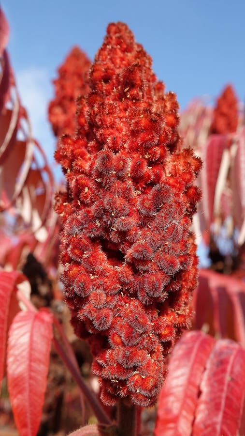 Stag sumac tree stock image. Image of growing, branch - 255290647