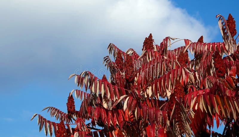 Stag sumac tree stock image. Image of nature, ukraine - 275167399