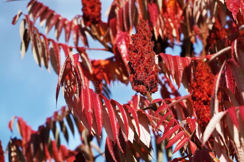 Stag sumac tree stock image. Image of sprout, garden - 275167419