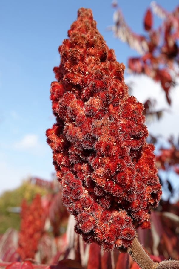 Stag sumac tree stock photo. Image of hanging, branches - 275167466