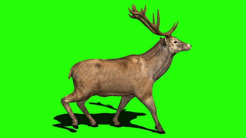 Stag Walk on Green Screen with Alpha Channel Seamless Loopable. Stock ...