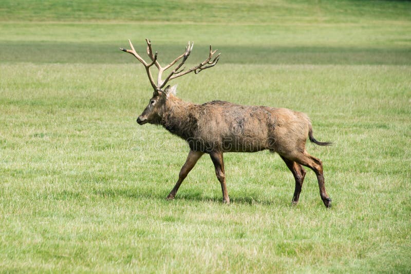 Stag Walking through a Field Stock Photo - Image of male, herbivorous ...