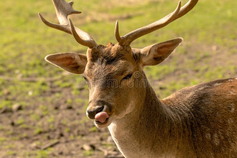Stag with tounge stock image. Image of warm, wildlife - 100516853