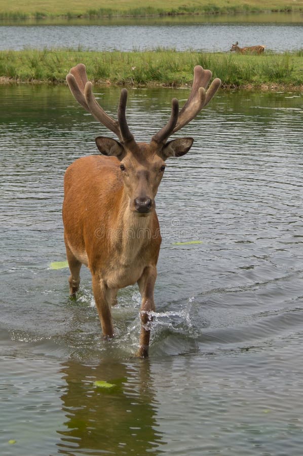 Stag in water stock photo. Image of water, stag, ditch - 56417086