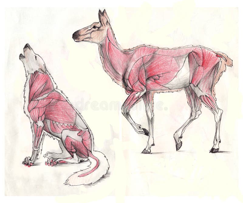 Stag_wolf stock illustration. Illustration of stag, wolf - 49451408