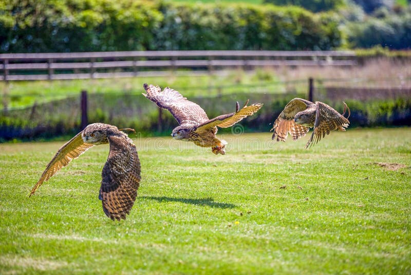 Owls Attacking Stock Photos - Free & Royalty-Free Stock Photos from ...