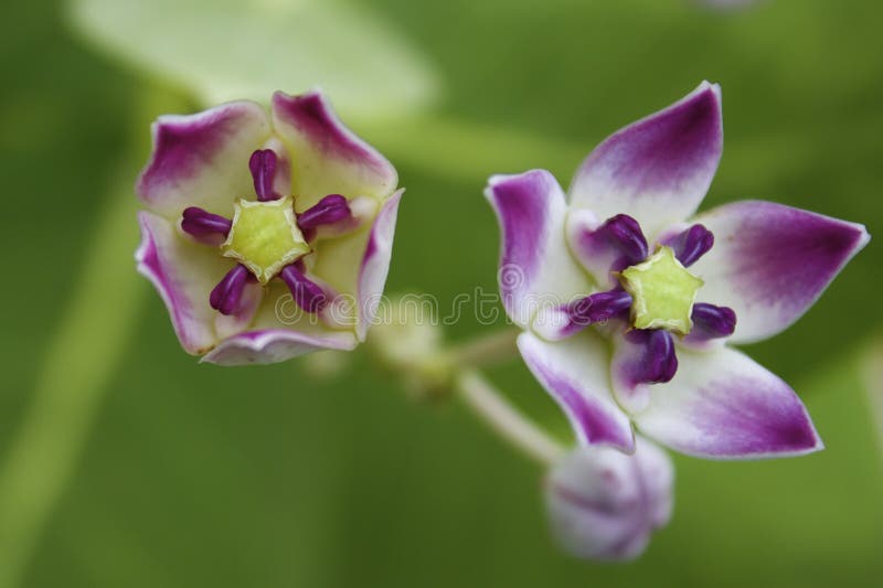 Stage of flower stock image. Image of life, nature, flower - 60277147