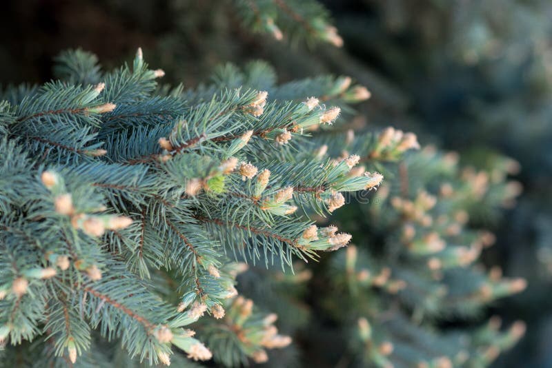 The Stage of Flowering Spruce Stock Photo - Image of blur, strobila ...