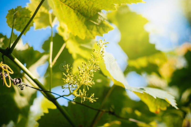 Stage of grape vine bloom stock image. Image of flowers - 82107731