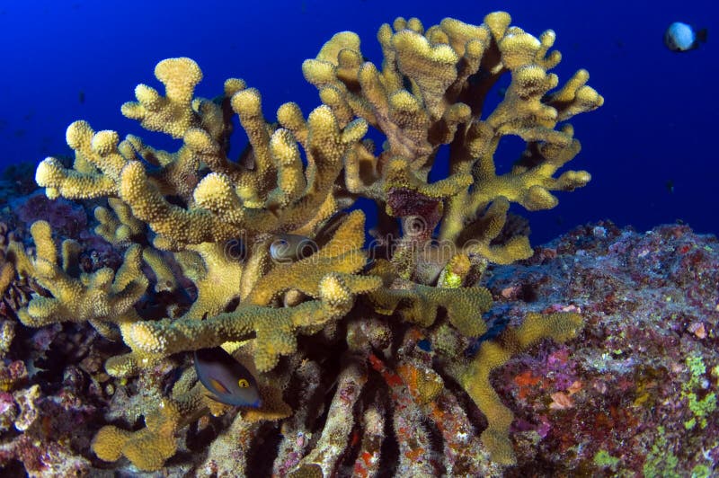 Stage Horn Coral stock photo. Image of pacific, blue - 13135838
