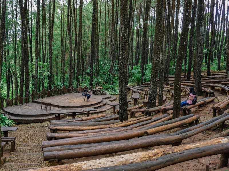 The Stage of Public Facilities in the Middle of a Pine Forest Stock ...