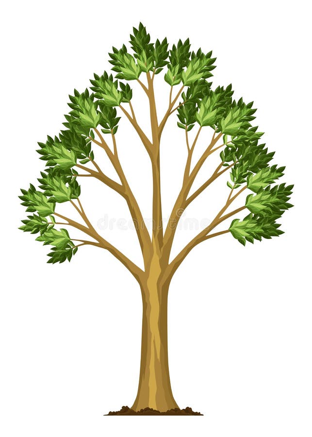 Stage of Tree Growth. Large Tree Growth with Green Leaf and Branches ...
