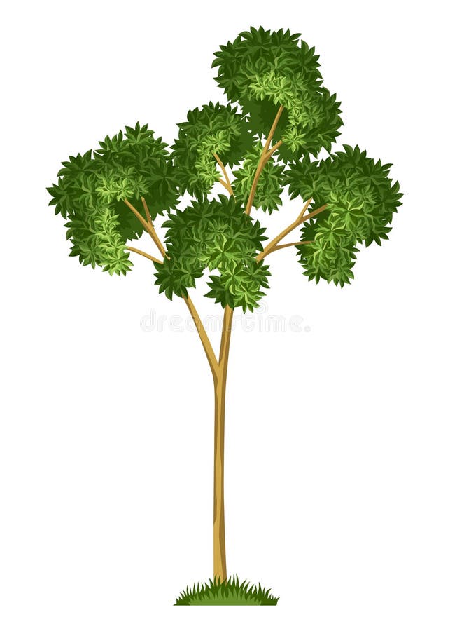 Stage of Tree Growth. Large Tree Growth with Green Leaf and Branches ...