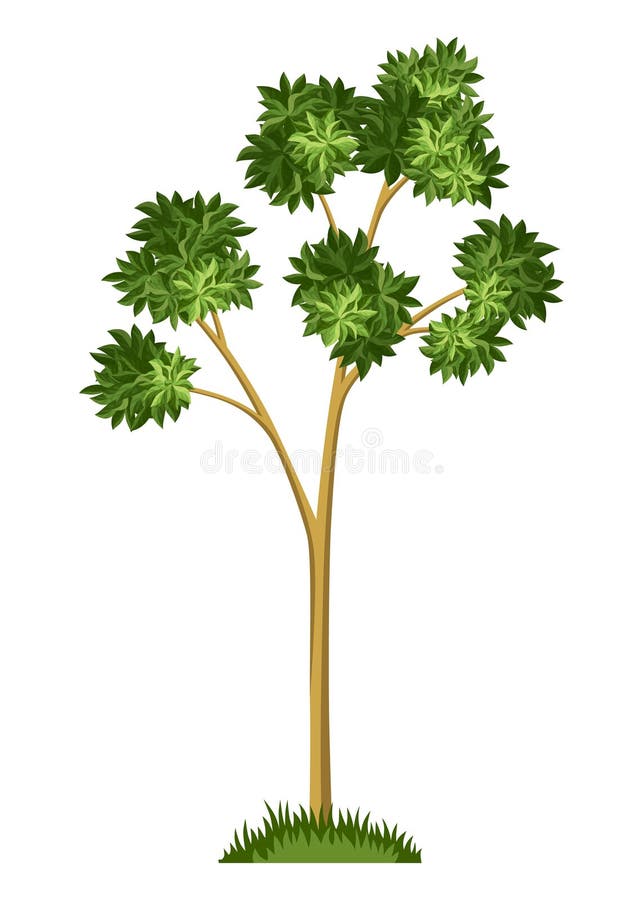 Stage of Tree Growth. Large Tree Growth with Green Leaf and Branches ...