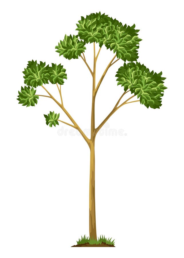 Stage of Tree Growth. Small Tree Growth with Green Leaf and Branches ...
