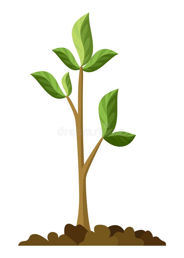 Stage of Tree Growth. Small Tree Growth with Green Leaf and Branches ...