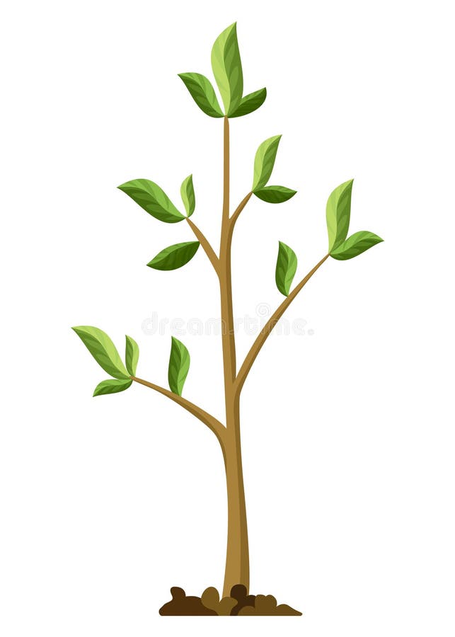 Stage of Tree Growth. Small Tree Growth with Green Leaf and Branches ...