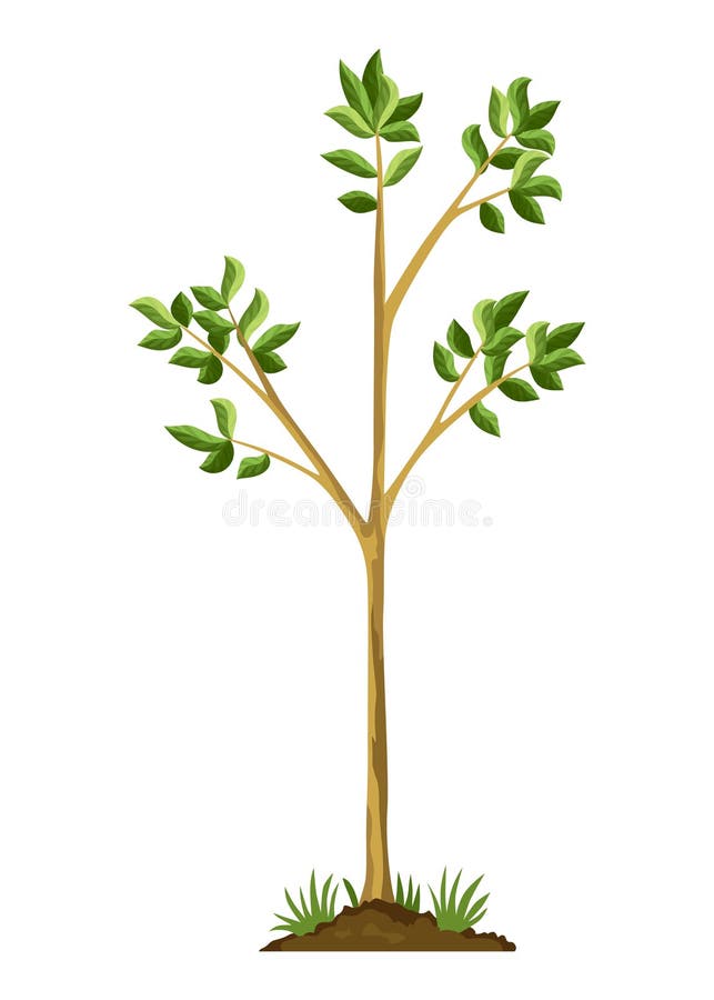 Stage of Tree Growth. Small Tree Growth with Green Leaf and Branches ...
