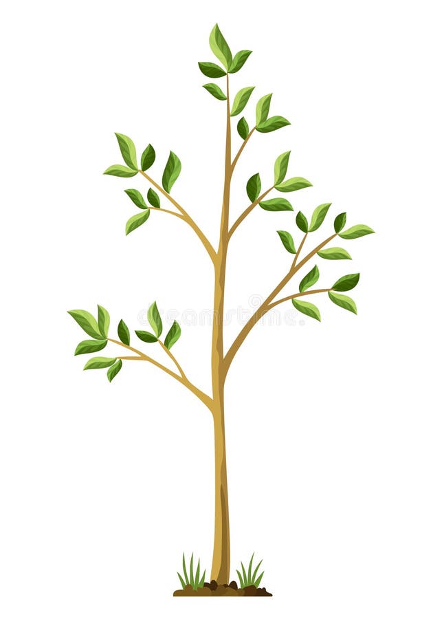 Stage of Tree Growth. Small Tree Growth with Green Leaf and Branches ...