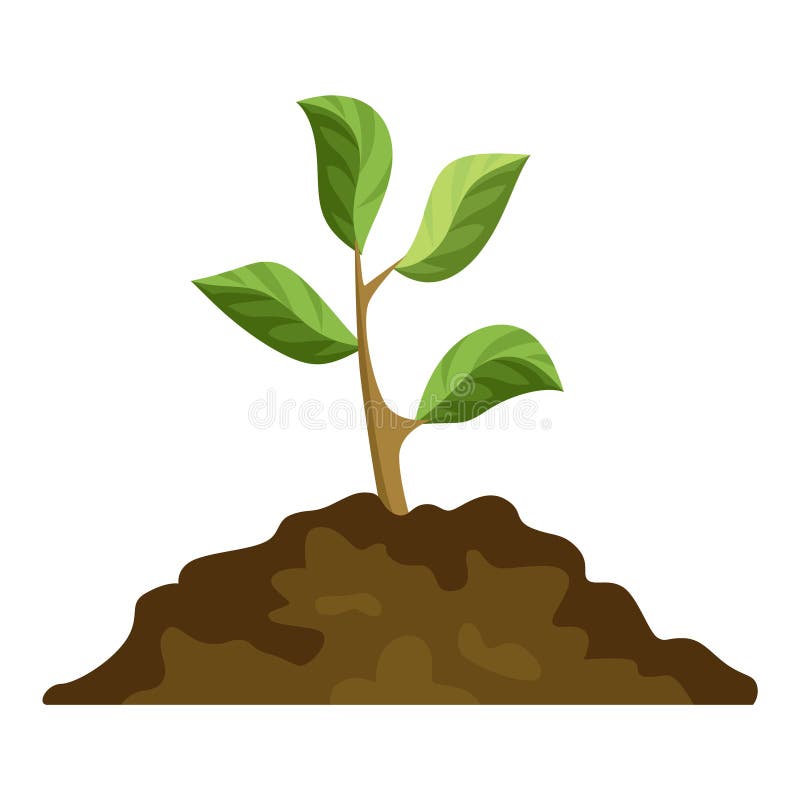 Stage of Tree Growth. Small Tree Growth with Green Leaf and Branches ...