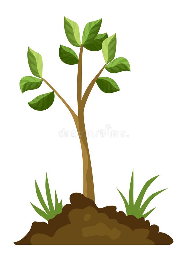 Stage of Tree Growth. Small Tree Growth with Green Leaf and Branches ...