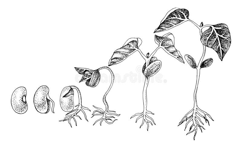 Bean seed germination stock image. Image of small, germinating - 13638971