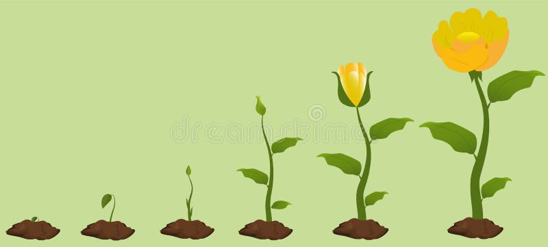 Stages of Blue Flower Growth Stock Vector - Illustration of development ...