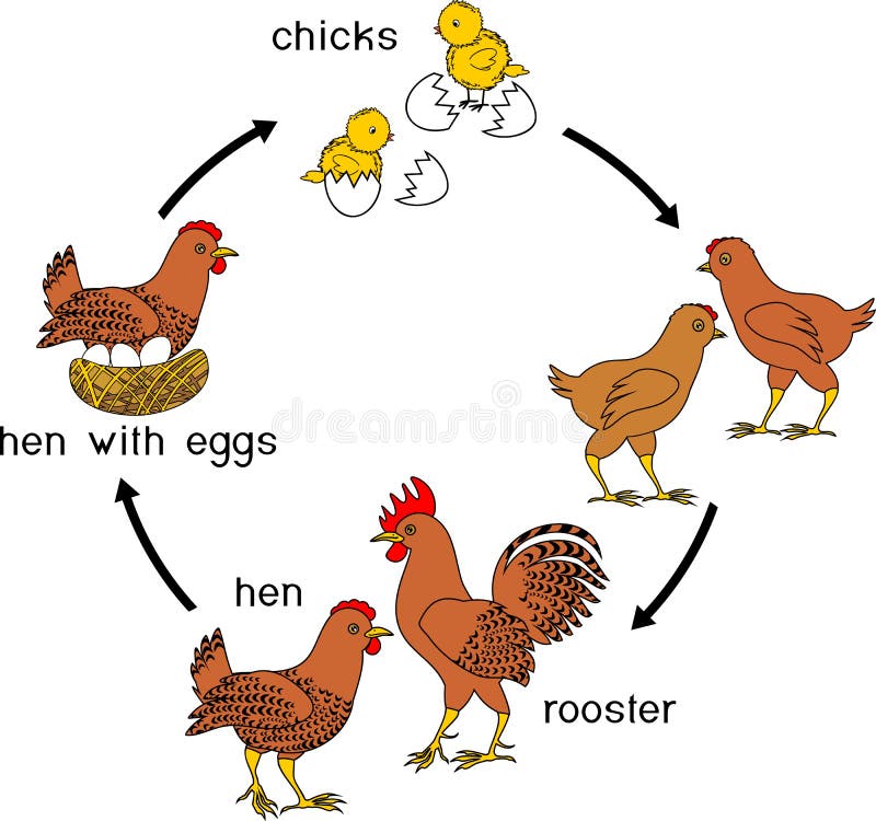 Life Cycle Of A Chicken Clipart