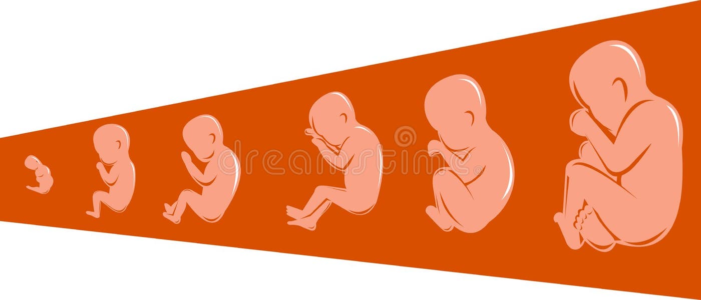 Fetal Development Stages Stock Illustrations 316 Fetal Development